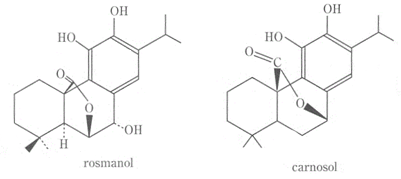 ローズマリー – 佐倉ハーブ園